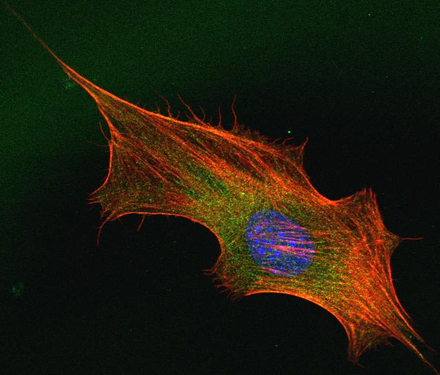 Microscope-core.ruc.dk – Microscope Core Facility at Department of ...